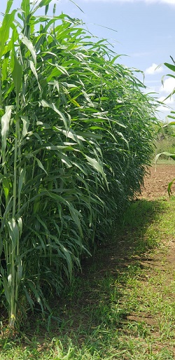 Silo Maxx - GuiagroNicaragua